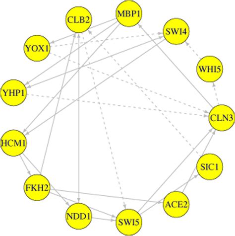Cell Cycle Regulatory Network Structure With Selected 13 Genes Each Download Scientific