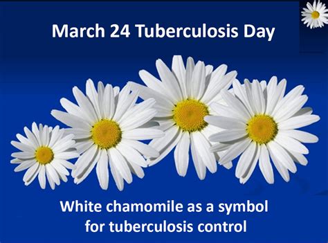 How To Prevent Tuberculosis