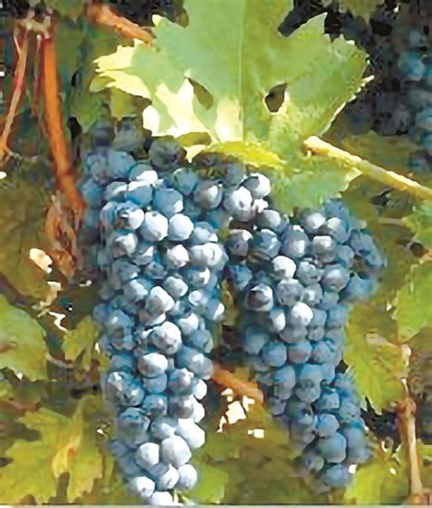 Местни български сортове грозде са живи и днес Български Фермер