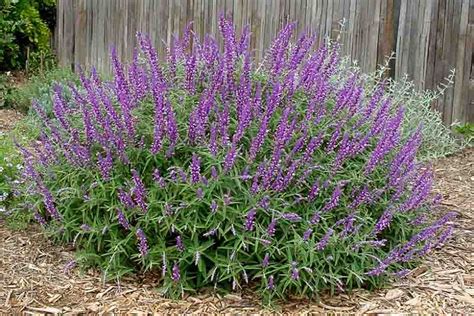 Salvia Leucantha Santa Barbara Mexican Bush Sage Sage Plant