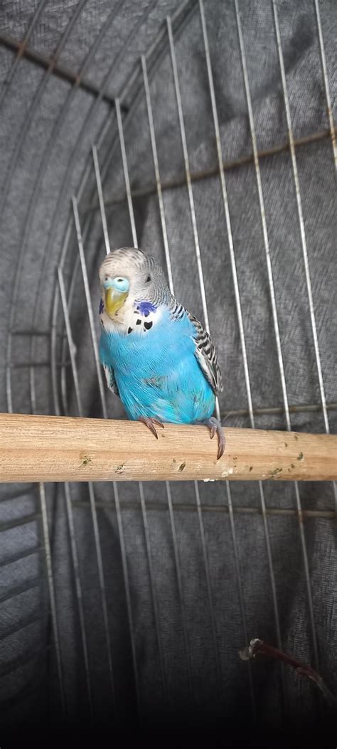 Ducky And Chickys Genders R Budgies