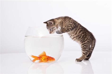 Why Do Cats Knock Things Over Cat Bytes