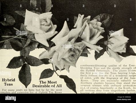 Dingee Guide To Rose Culture For More Than 60 Years An Authority 1918 1918 20930007476