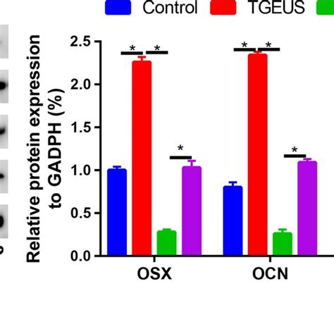 A Relative Hes1 And Hey1 Mrna Expression In Control Tgeus Nicd And