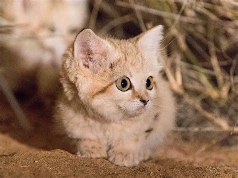 Discover The Elusive Sand Cat A Fascinating Feline Of The Desert