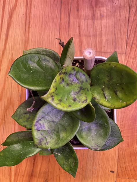 What Causes Black Spots On Hoya Leaves At Charles Katz Blog