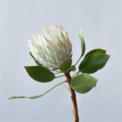 White King Protea