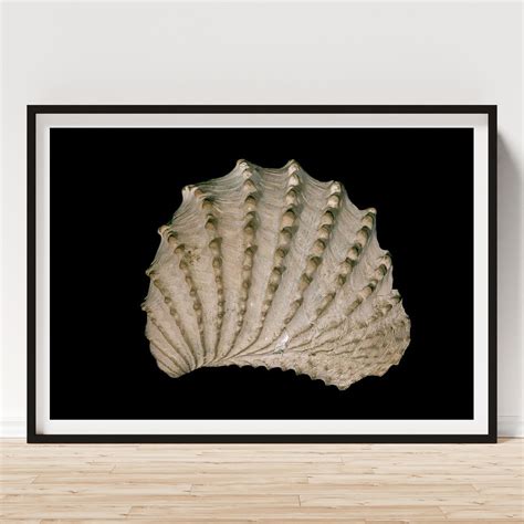 Bivalve Mollusc Fossil Poster By Science Photo Library Science Photo Gallery