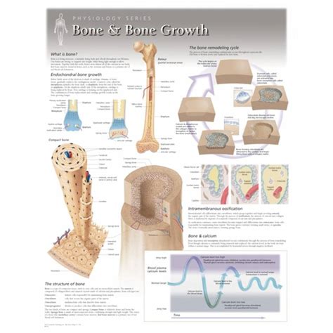 Bone Development