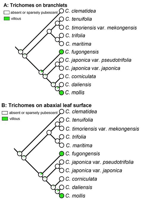 Trichomes Micromorphology And Their Evolution In Selected Species Of Causonis Vitaceae