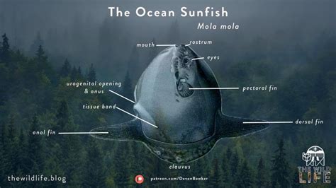 Devon Bowker On Linkedin Podcast Wildlife