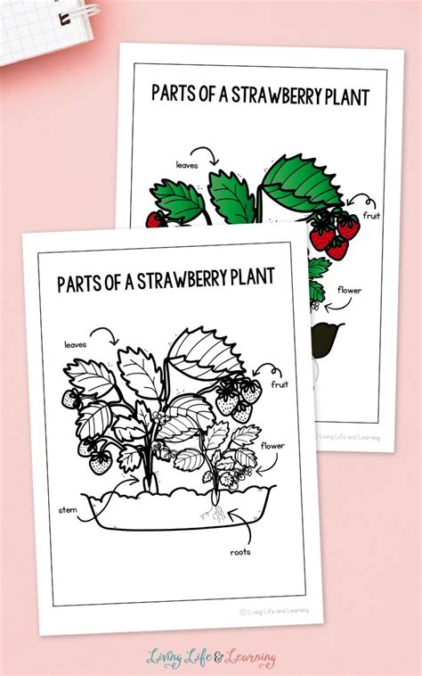 Botany Worksheets Parts Of A Plant Worksheet For Class 3