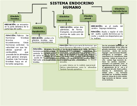 Mapa Conceptual Del Sistema Endocrino Pdf Hormona Tiroides