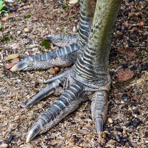Daintrees Dinosaur The Cassowary Daintree Coast