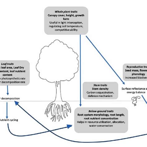 List Of Plant Functional Traits Download Scientific Diagram