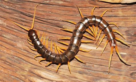 Escolopendra Caractéristiques Habitat Alimentation Et Reproduction