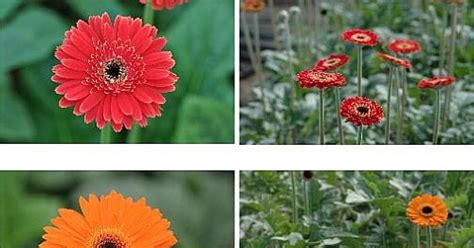 거베라 신품종 2종 육성 로열티 경감 기대