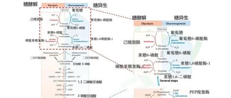 糖酵解糖原异生信号通路专题解析 知乎