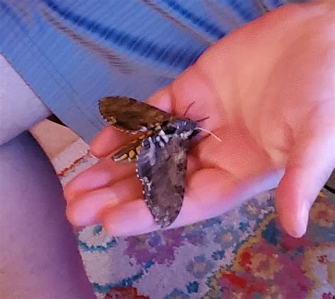 Need Help With Iding The Sex R Whatsthisbug