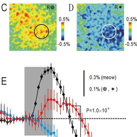Methods For Visualizing Associative Auditory Responses A Spectrogram