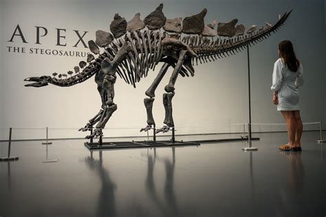 Stegosaurus Skeleton Sells For A Whopping 44 Million A Dinosaur