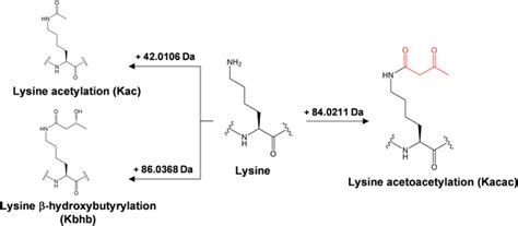 Proteomic Approaches For Identifying Lysine Acetoacetylation Kacac