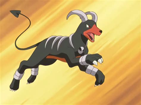 Harrisons Houndoom Pokémon Wiki Fandom