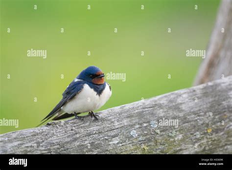 Common House Martin Stock Photo Alamy