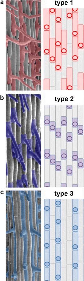 Scanning Electron Microscope Images Left And Diagrams Right Download Scientific Diagram