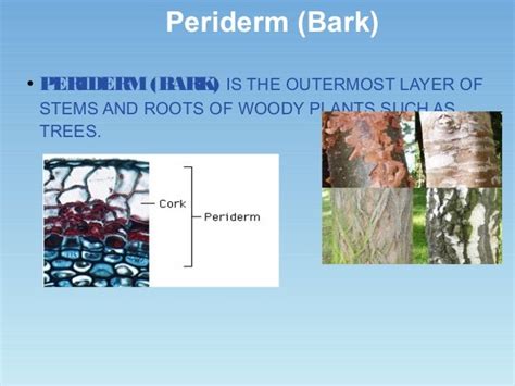 Plant Tissues Presentation