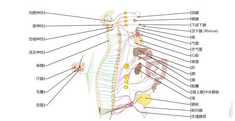 自主神经系统 图示 正常解剖 E Anatomy