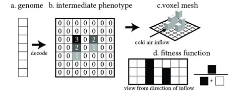 An Encoding Defines How A Genome A Is Decoded Into The Phenotype B