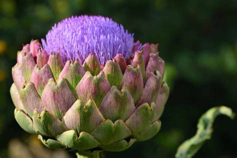 What Are Artichoke Flowers Helpful Tips For Growing Them