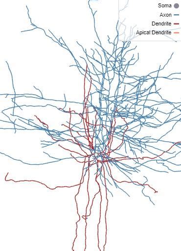 Solved Neuron Morphology Neuroscience Based On The