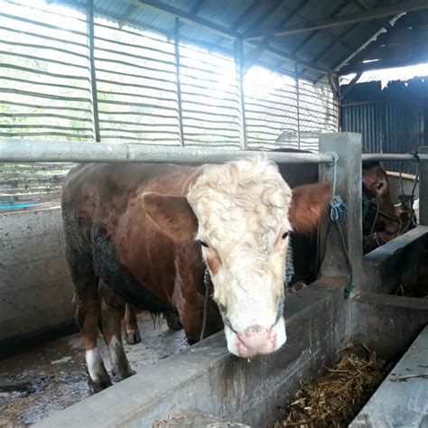 Manajemen Reproduksi Sapi Betina