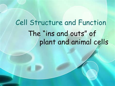 Difference Between Cell Structure And Function At Michael Dittmer Blog