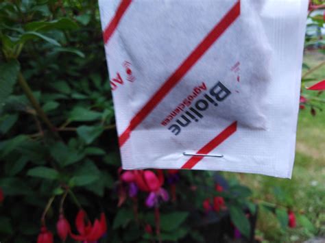 Fuchsia Gall Mite Green Gardener