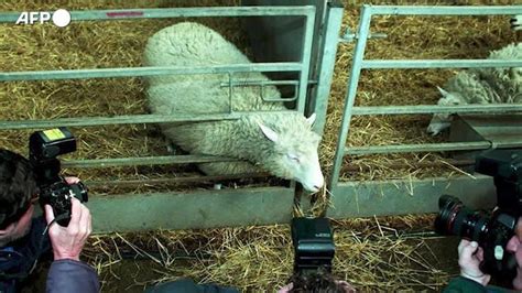 Video 25 Anni Fa Nasceva La Pecora Dolly Larena