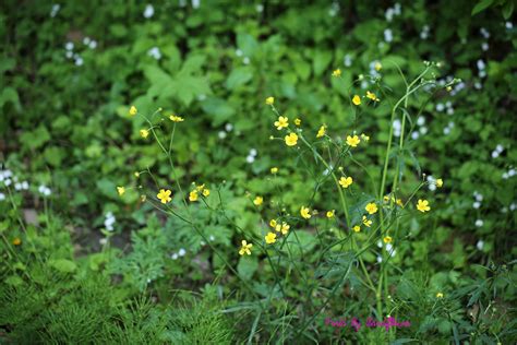 미나리아재비 미나리아재비과 미나리아재비속