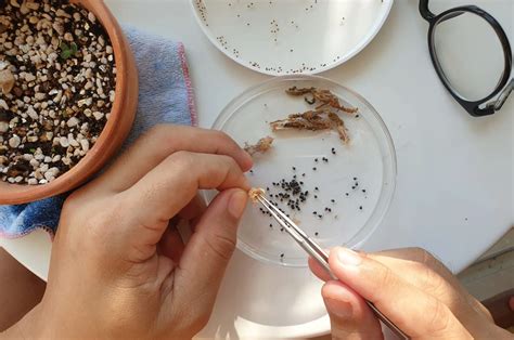 4 Ways To Propagate Easter Cactus