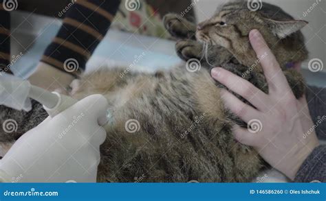 Angry Cat Having An Ultrasound Scan In Vet Office Close Up The Pet In