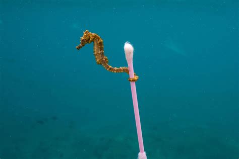 Cute Seahorse