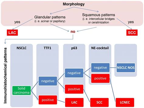 Hierarchical Classification Of Nsclc Using Evaluation Of Growth Download Scientific Diagram