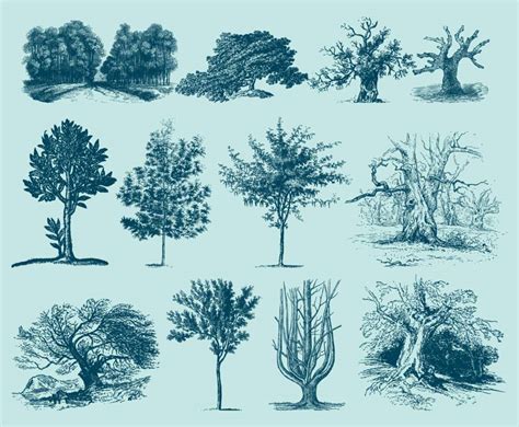 Blue Trees Illustrations Vector Art Graphics Freevector Com
