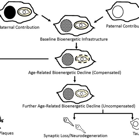 The Cybrid Technique Download Scientific Diagram