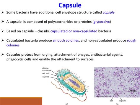 Microbiology Bacteria Notes Etsy