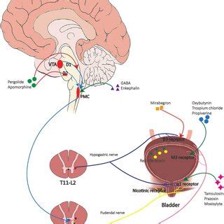 Pharmacological Treatment For Erectile Hypotension The Figure Shows Download Scientific