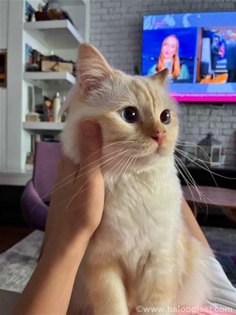 Ragdoll Mlada Mačka Halo Oglasi Ragdoll Mlada Mačka Halo Oglasi