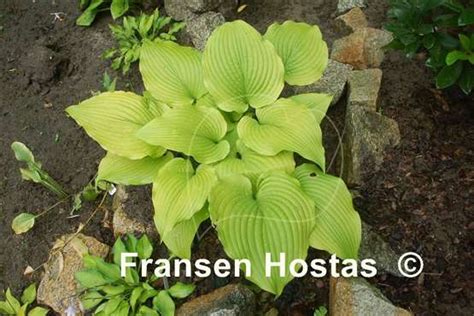 Hosta Coast to Coast - Fransen Hostas