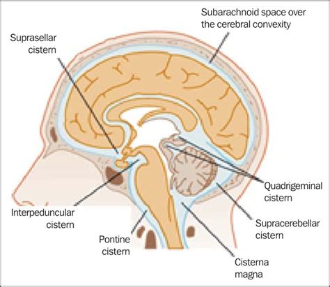 Suprasellar Cistern Anatomy